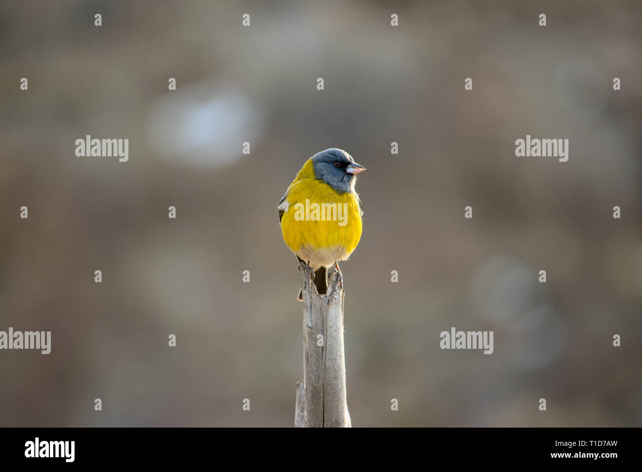 Little yellow bird with blue head standing on a stick Stock Photo - Alamy