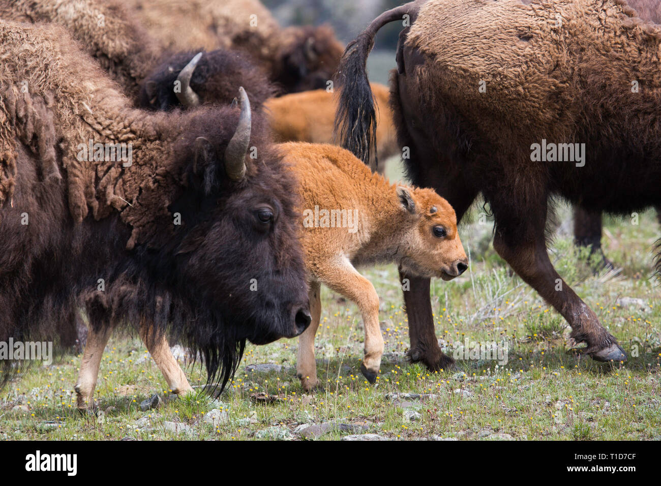 Yellowstone National Park - Cow bison and calves in Lamar Valley Stock ...