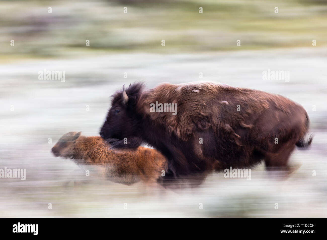 Yellowstone National Park - Bison Cow and calf run through the sage in ...