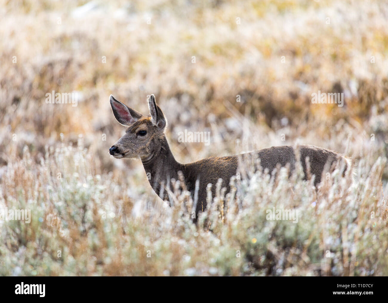 Yellowstone National Park - Mule deer, Mammoth Hot Springs Stock Photo ...