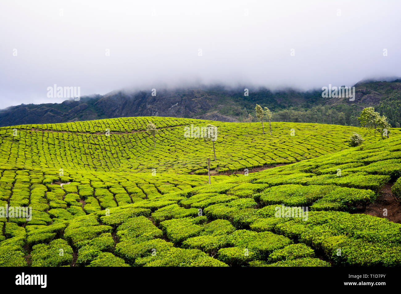Beautiful tea photography hi-res stock photography and images - Alamy