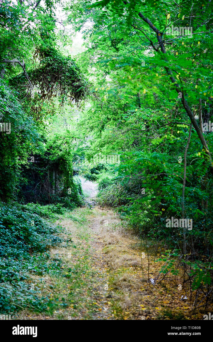 Mountain forest in Prodromos, Cyprus near Berengaria Hotel and ...
