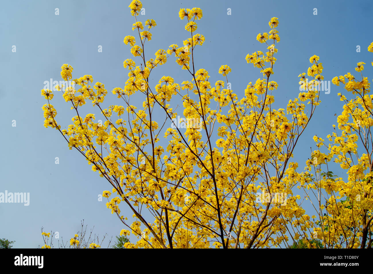 Beautiful tabebuia argentea flower hi-res stock photography and images ...