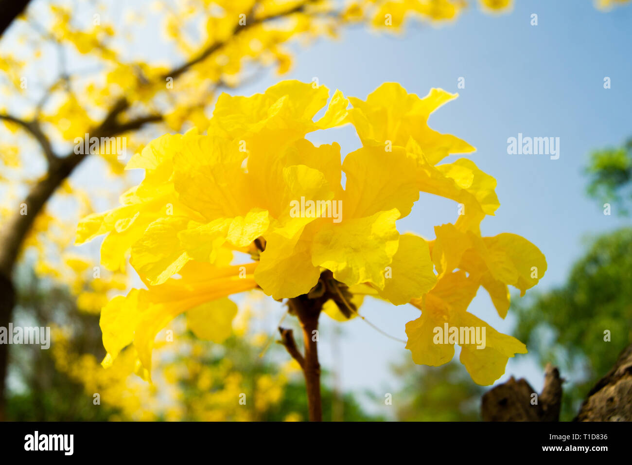 Beautiful tabebuia argentea flower hi-res stock photography and images ...