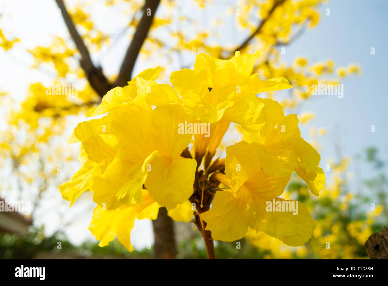 Beautiful tabebuia argentea flower hi-res stock photography and images ...