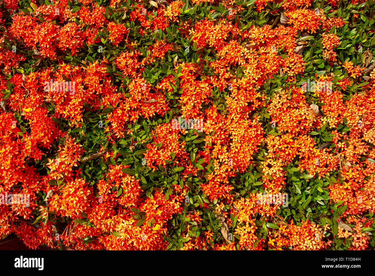 Beautiful tabebuia argentea flower hi-res stock photography and images ...