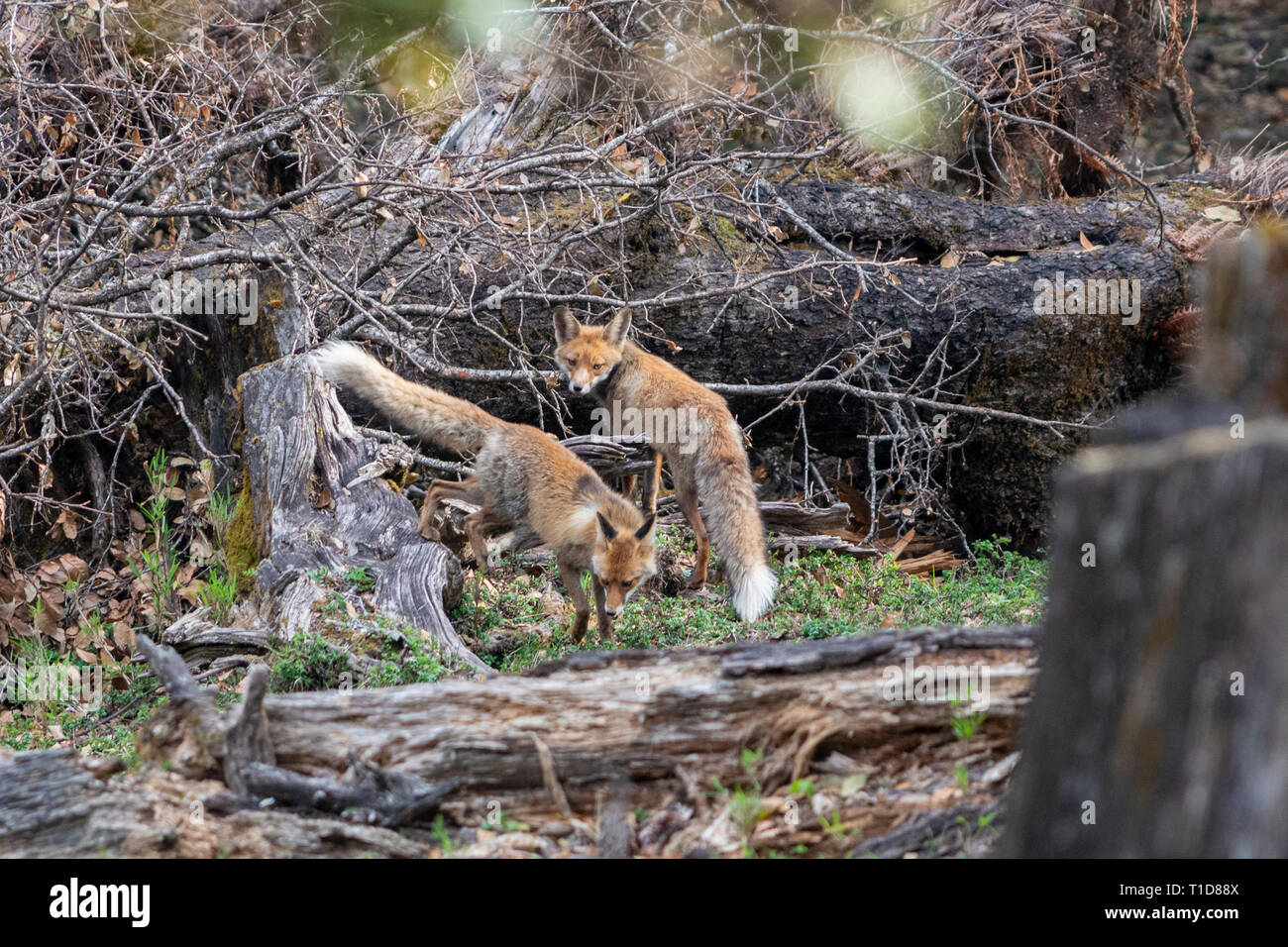 Himalayan Red Fox pair in forest near Chopta,Tungnath,Uttarakhand,India ...