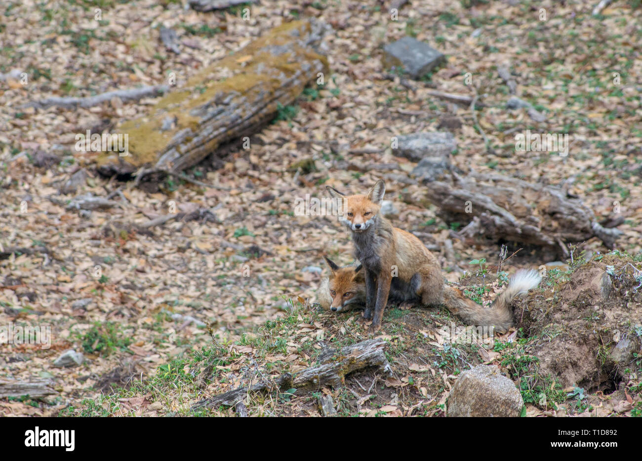 Himalayan Red Fox seen at Chopta,Tungnath,Uttarakhand,India Stock Photo ...