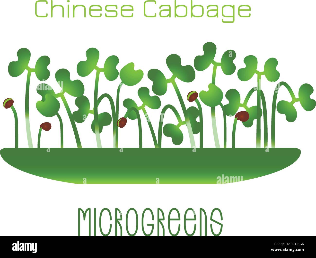Microgreens Chinese Cabbage. Sprouts in a bowl. Sprouting seeds of a ...