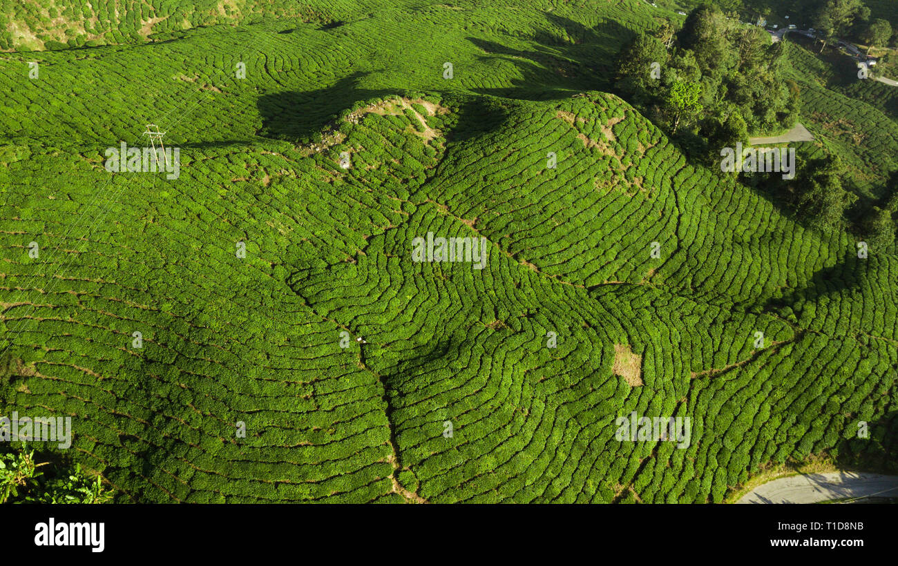 Aerial view of beautiful green landscape of tea plantation Stock Photo ...