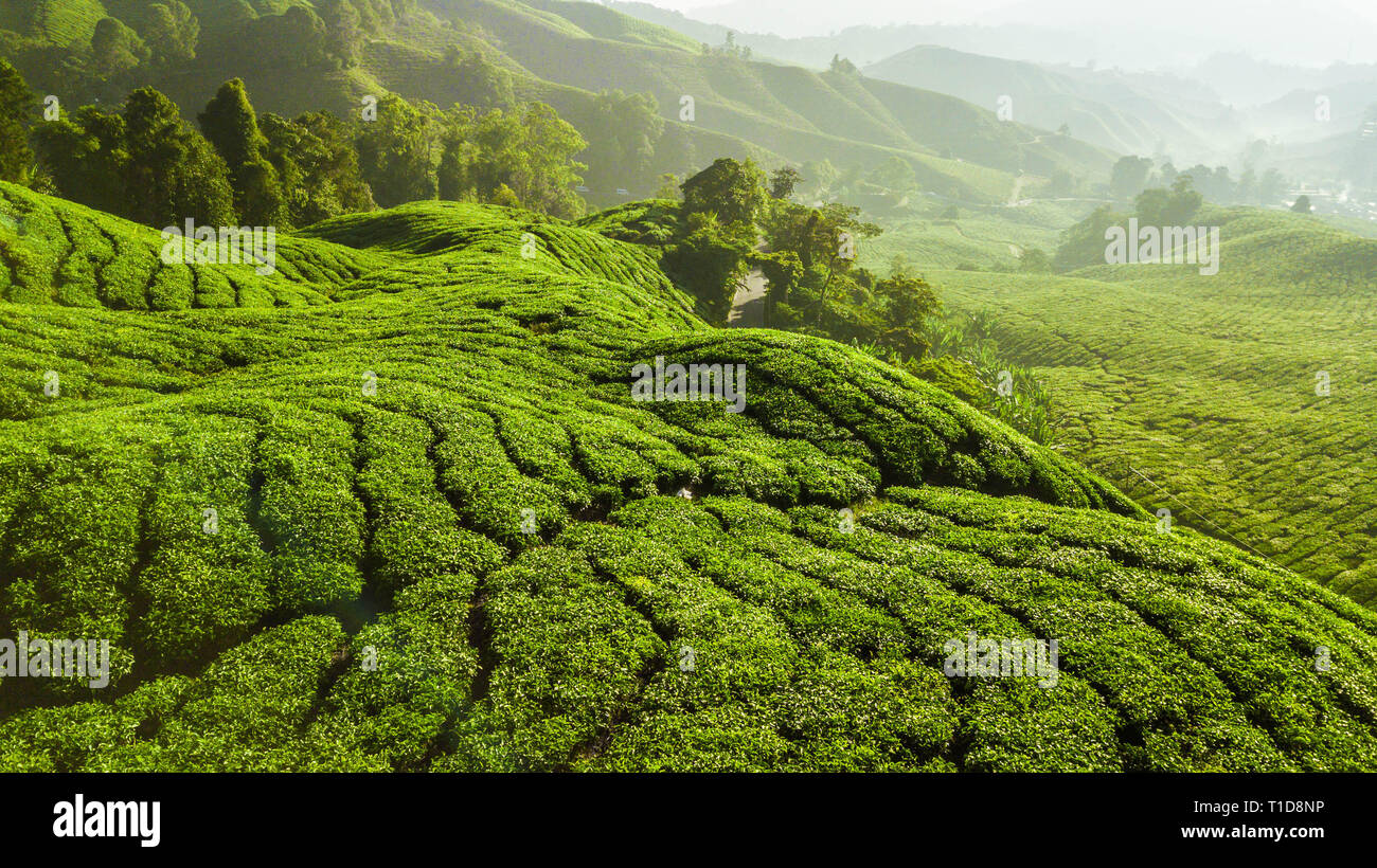 Beautiful green landscape of tea plantation in Cameron Highlands Stock ...