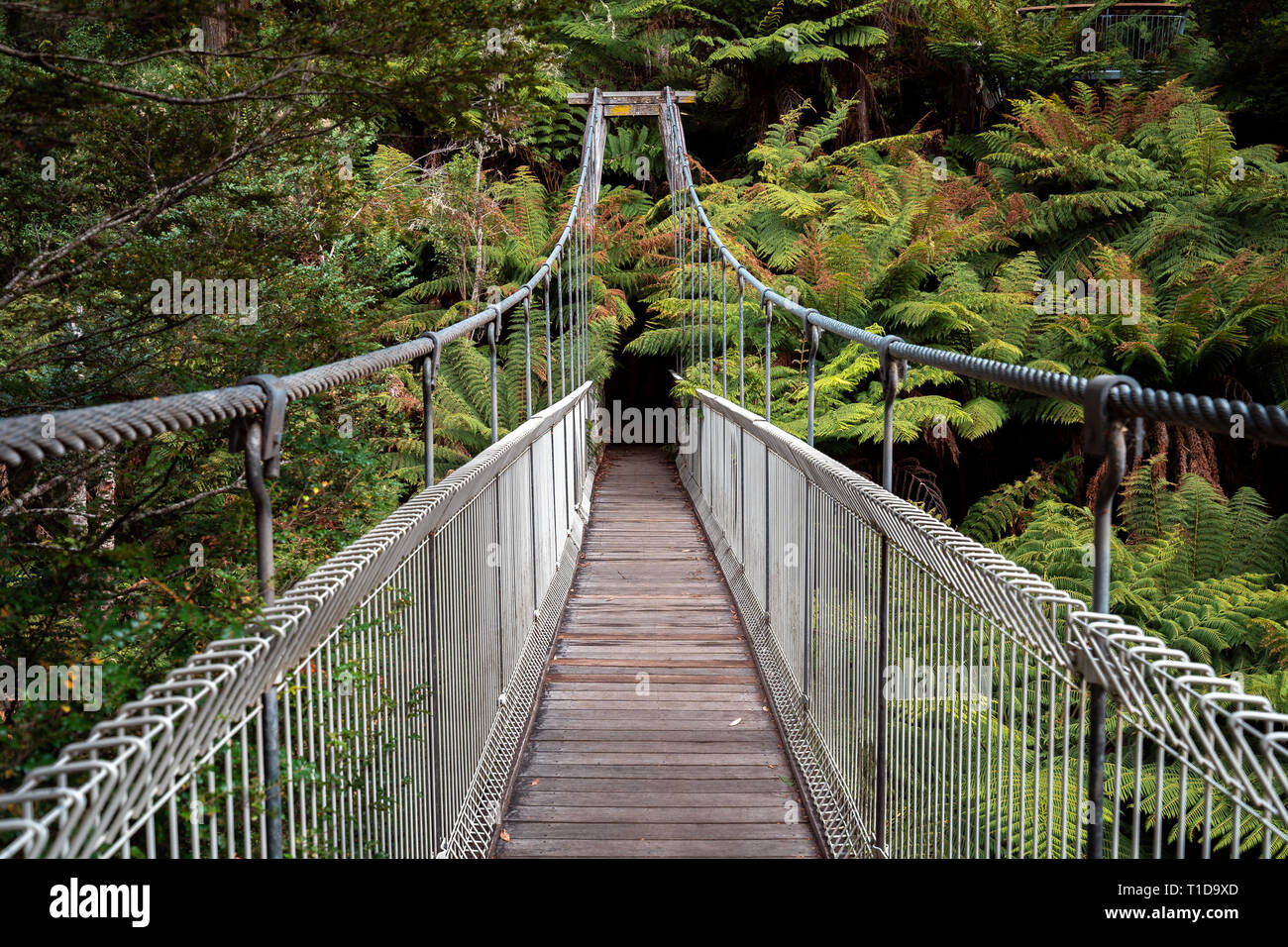 Corrigan Suspension Bridge in Tarra-Bulga National Park, Australia ...