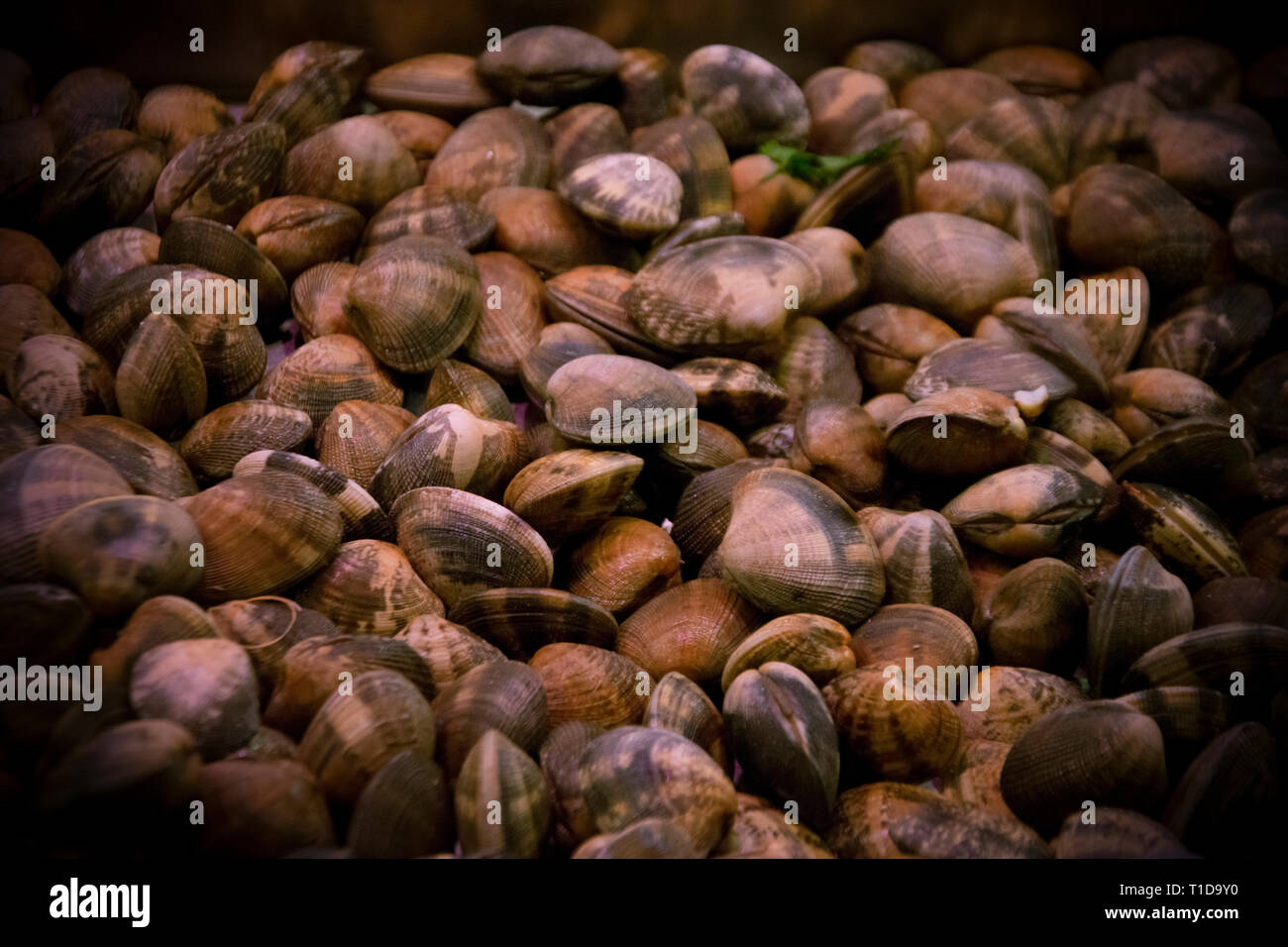 A close-up photo of a heap of seashells at the marketplace Stock Photo ...