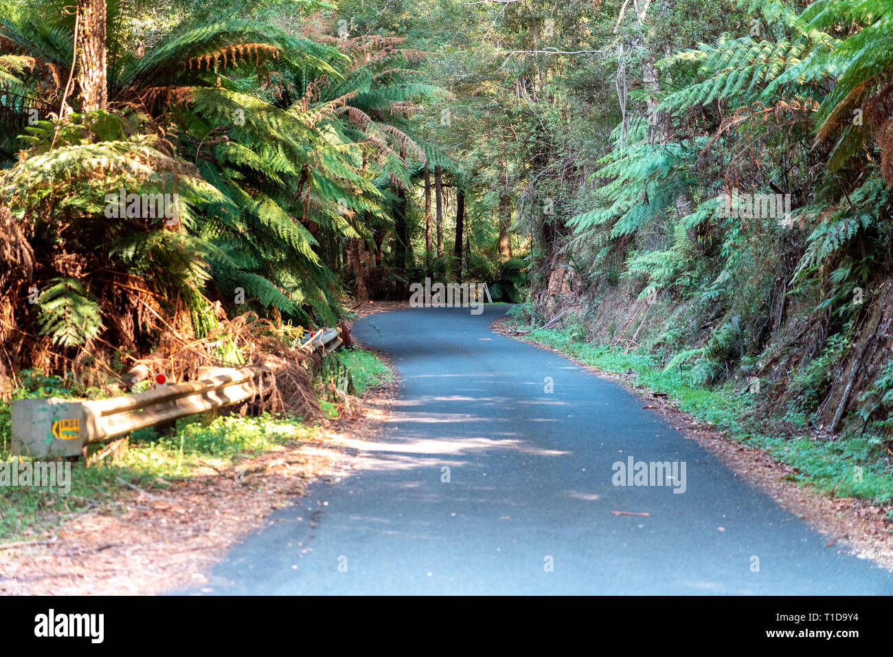 Winding forest road hi-res stock photography and images - Alamy
