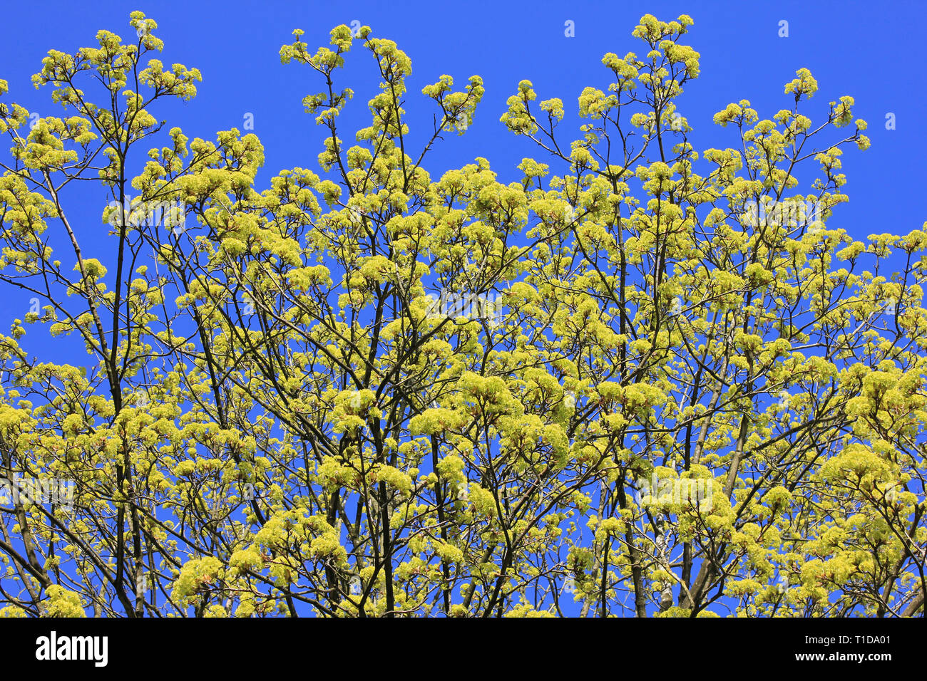 Norway maple tree hi-res stock photography and images - Alamy