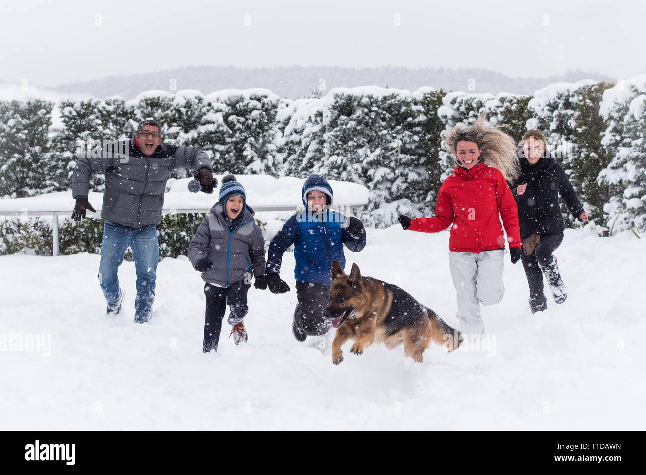 German Shepherd Family High Resolution Stock Photography and Images - Alamy