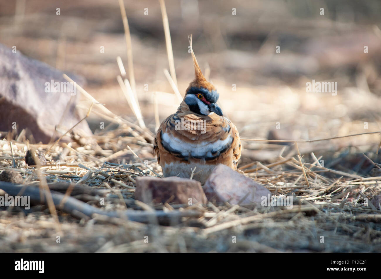 Alice Springs Desert Park Stock Photo - Alamy
