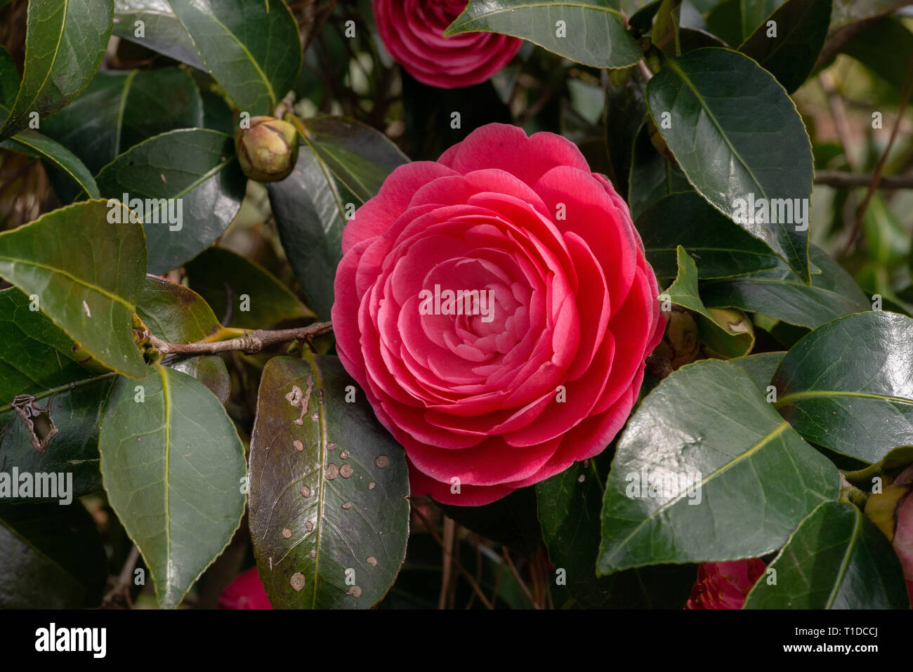 Official state flower of alabama hi-res stock photography and images ...