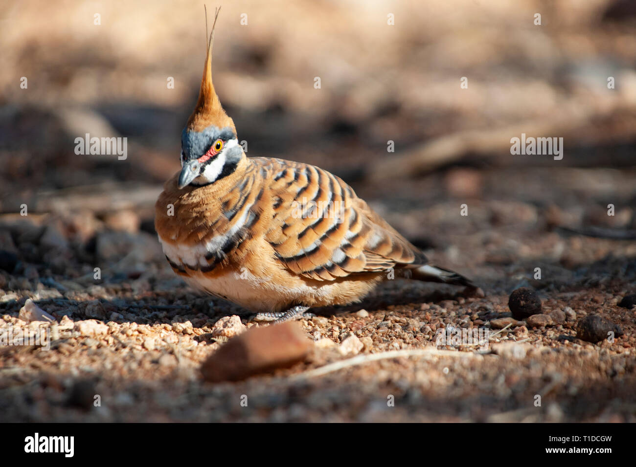 Pigeon white back ground hi-res stock photography and images - Alamy