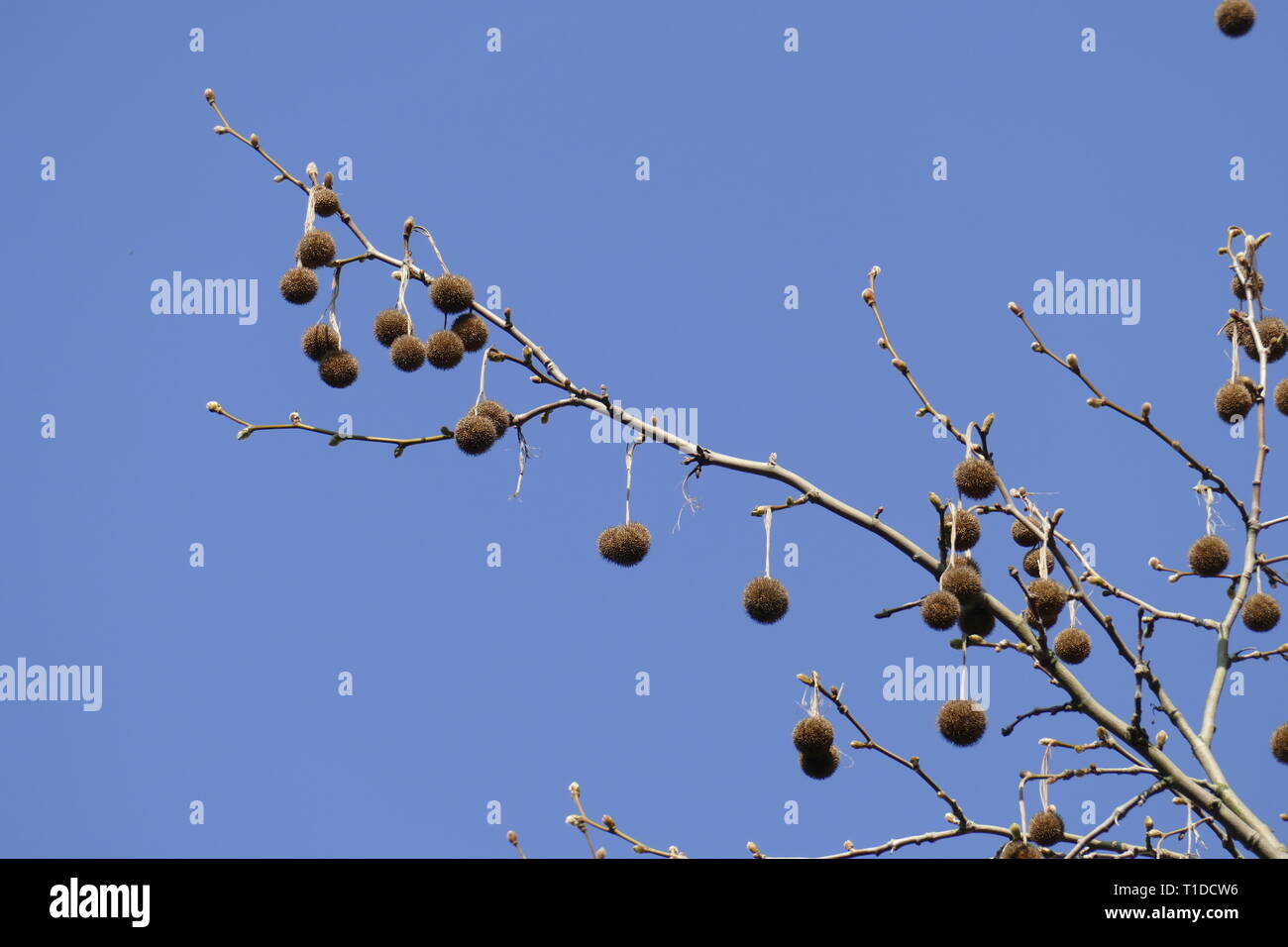 Bald Maple Tree with branches in winter Stock Photo - Alamy