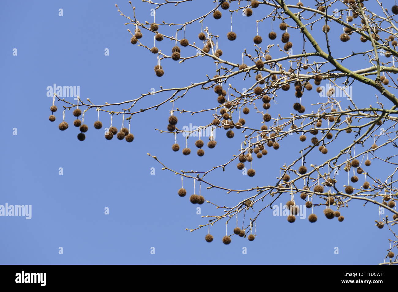 Bald treetop hi-res stock photography and images - Alamy