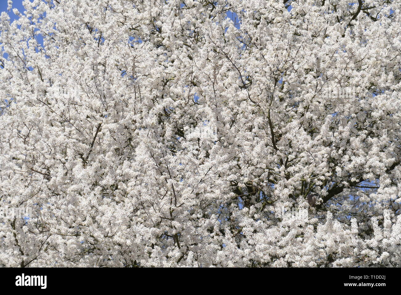 White cherry blossoms on tree branches Stock Photo - Alamy