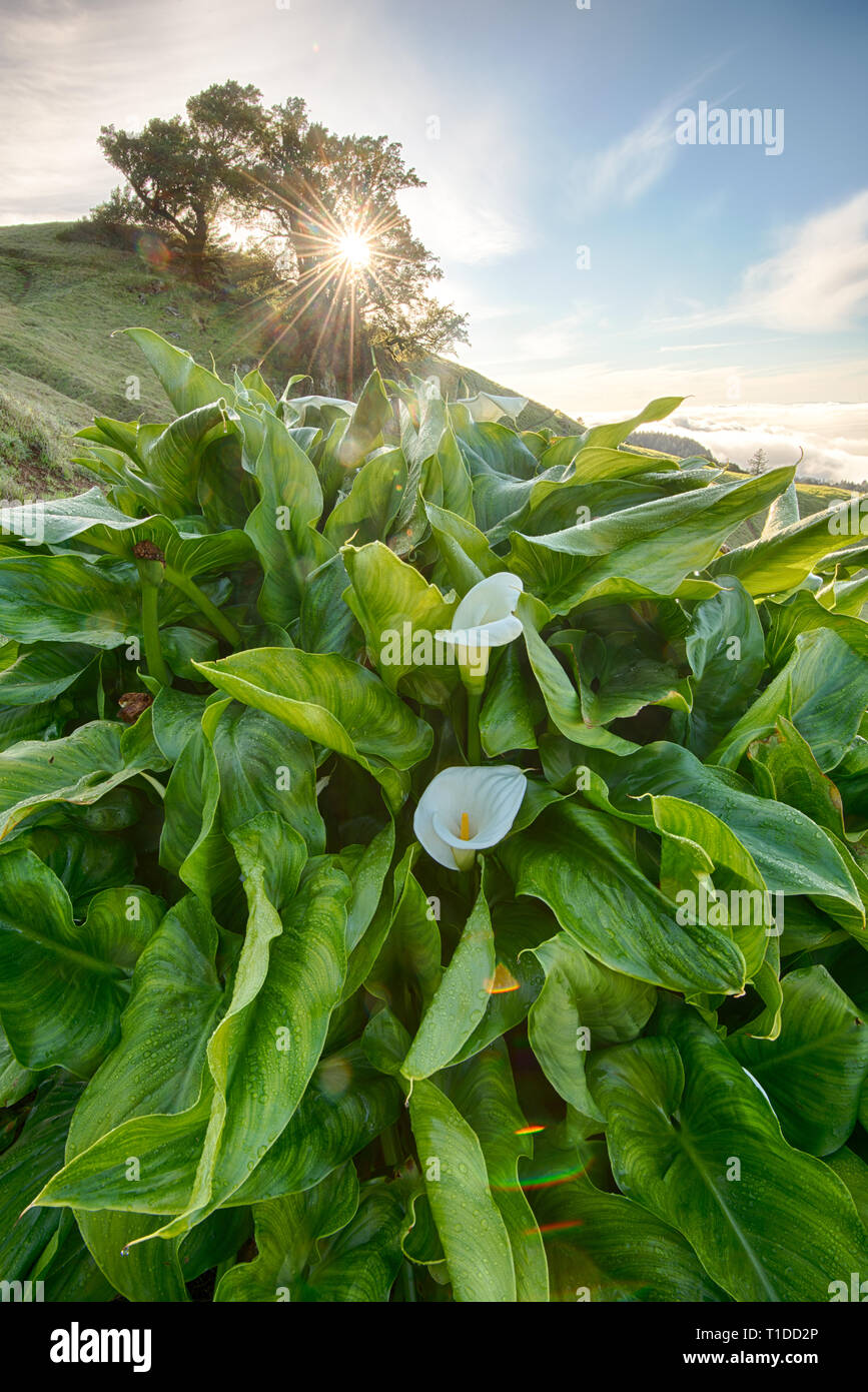 Zantedeschia morning sun flowers and leaves hi-res stock photography ...
