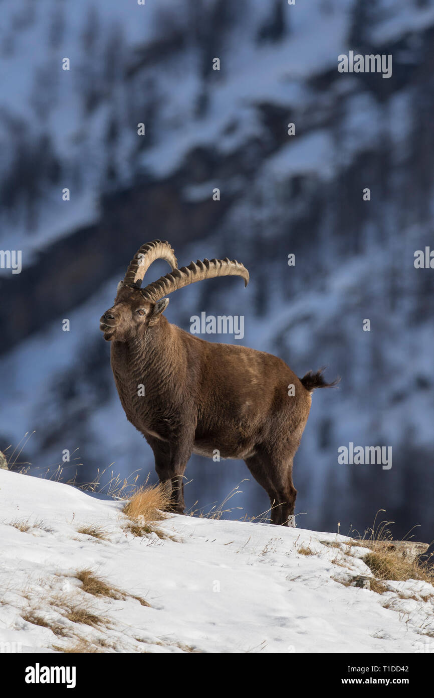Alpine ibex (Capra ibex) male with large horns foraging on mountain ...