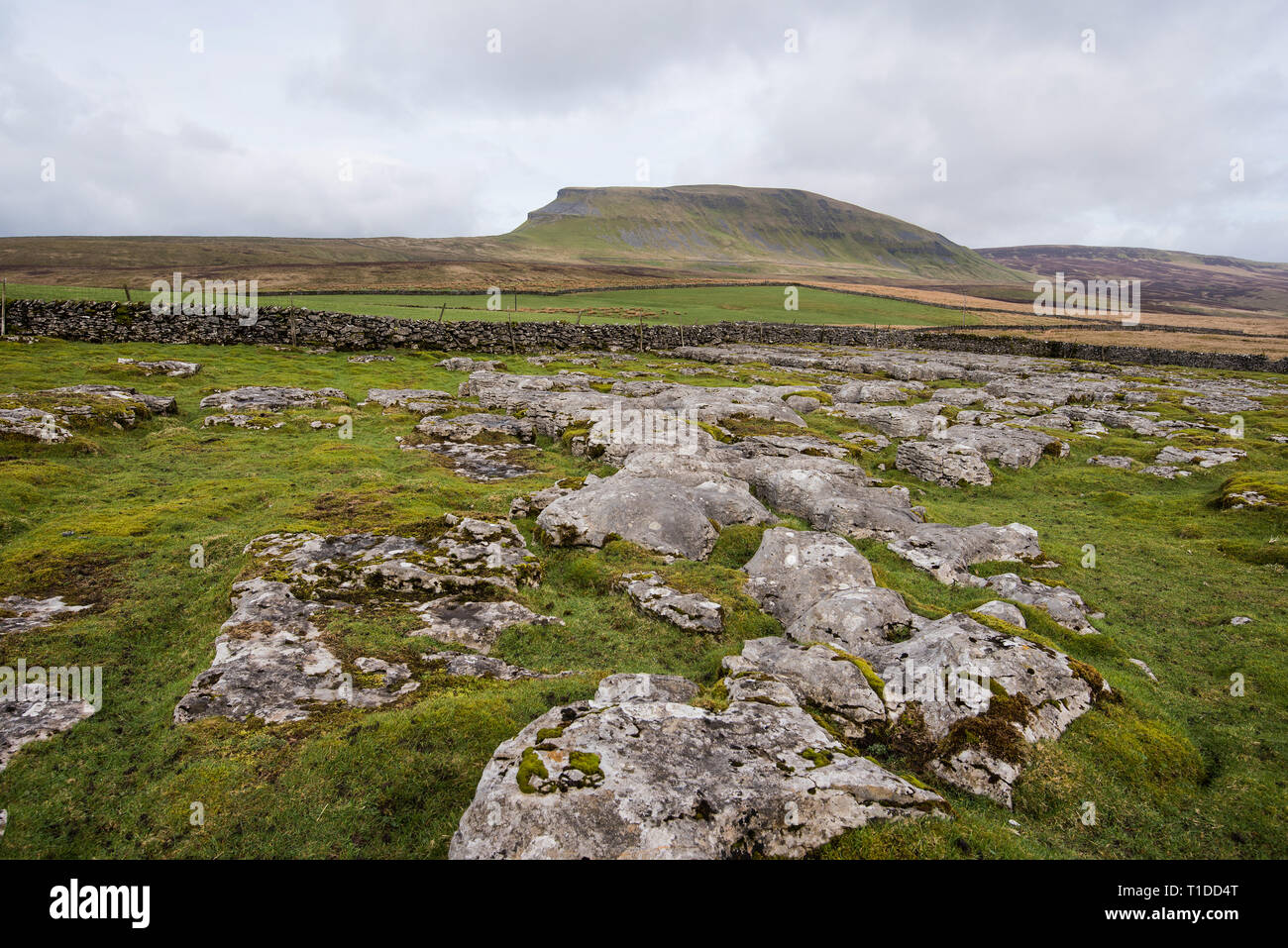 Pen-y-Ghent in limestone country Stock Photo - Alamy