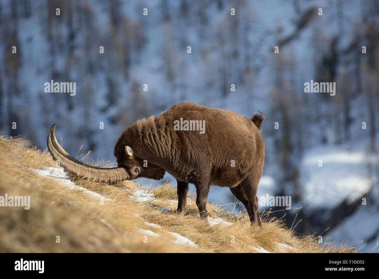 Territorial male Alpine ibex (Capra Ibex ibex) scent marking his ...