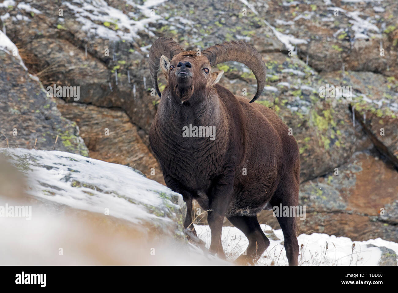 Alpine ibex (Capra ibex) male with large horns scenting air with tongue ...