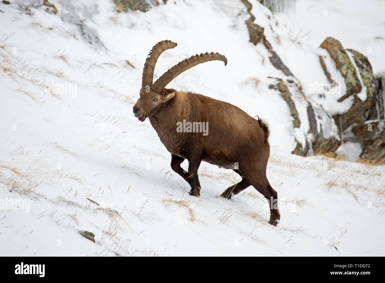 Alpine ibex italy hi-res stock photography and images - Alamy