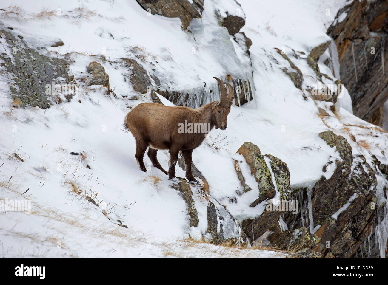 Alpine ibex (Capra ibex) young male with small horns foraging in rock ...