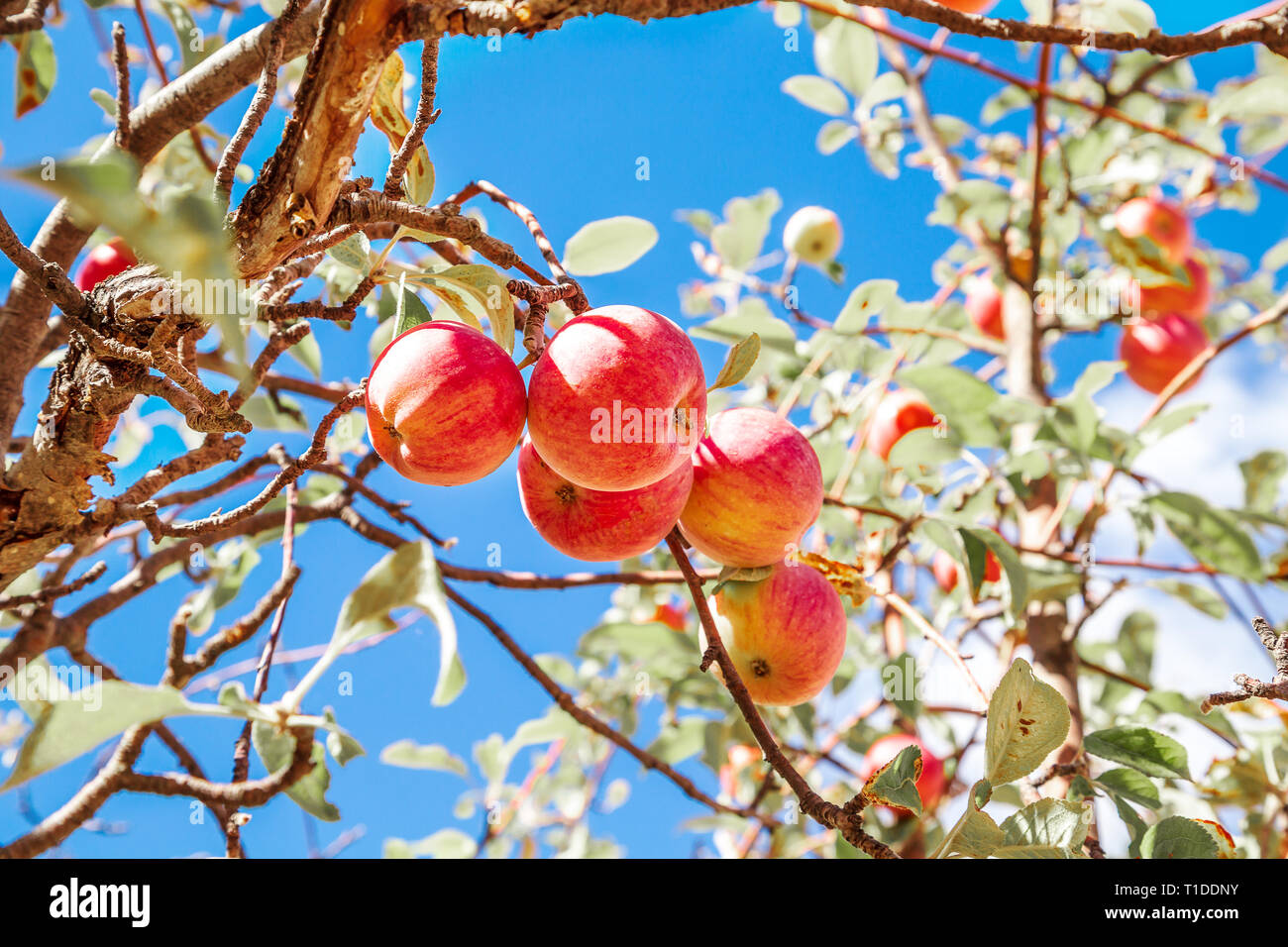 Turkey apple tree hi-res stock photography and images - Alamy