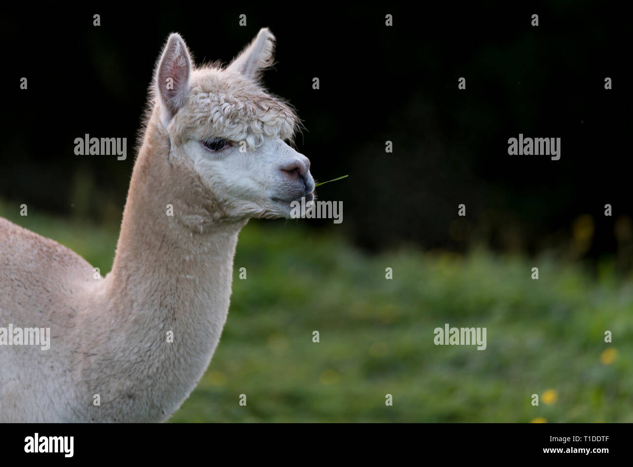 Close up of an Alpaca, chewing a single blade of grass, with room for ...