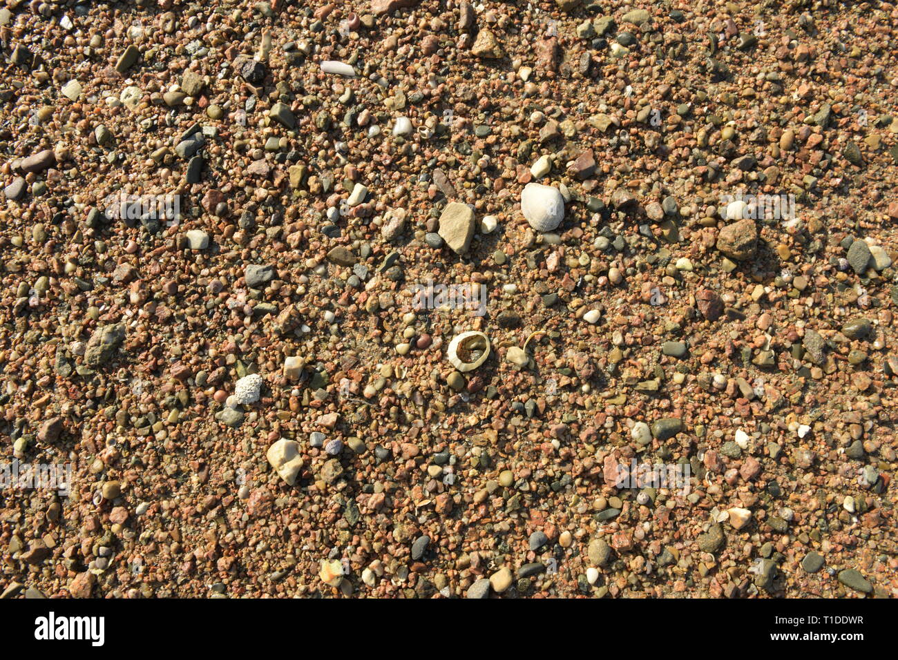 Gravel sea bed with shells Stock Photo - Alamy