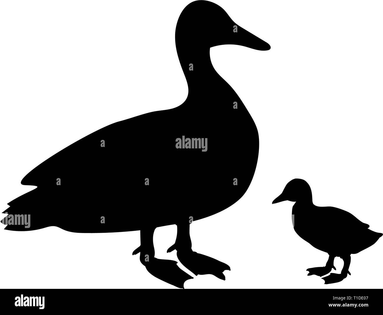 Baby black duck duckling Black and White Stock Photos & Images - Alamy