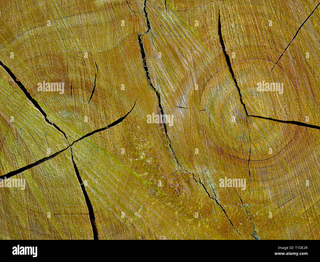 Cutten hi-res stock photography and images - Alamy