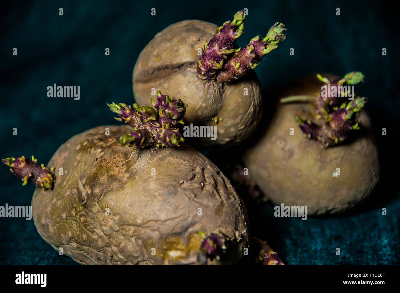 sprouted potato green-black background Stock Photo - Alamy