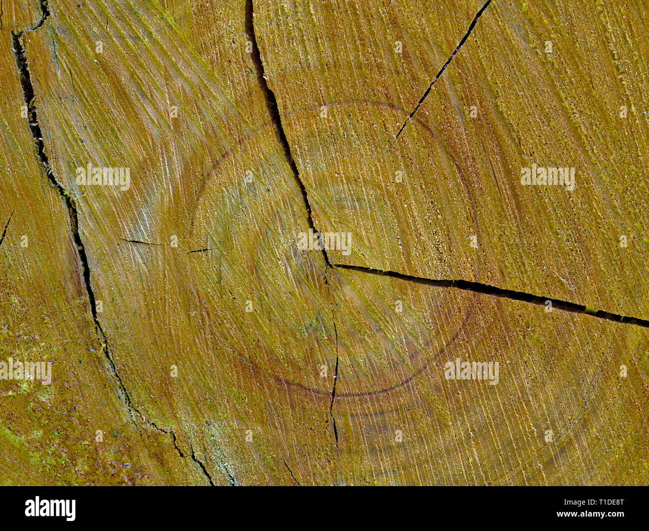 Close up of cutten tree trunk. Detail of trunk year circles. Texture ...