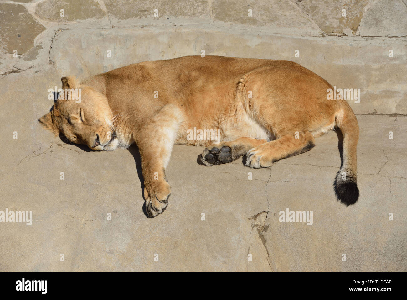 Sweet Dreams. Asian lioness (Pantera leo persica) sleeps Stock Photo ...