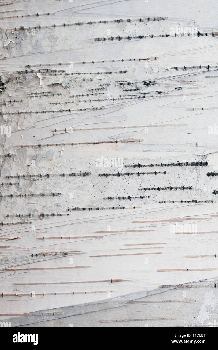 Paper birch bark background. Closeup of tree trunk, showing texture and ...