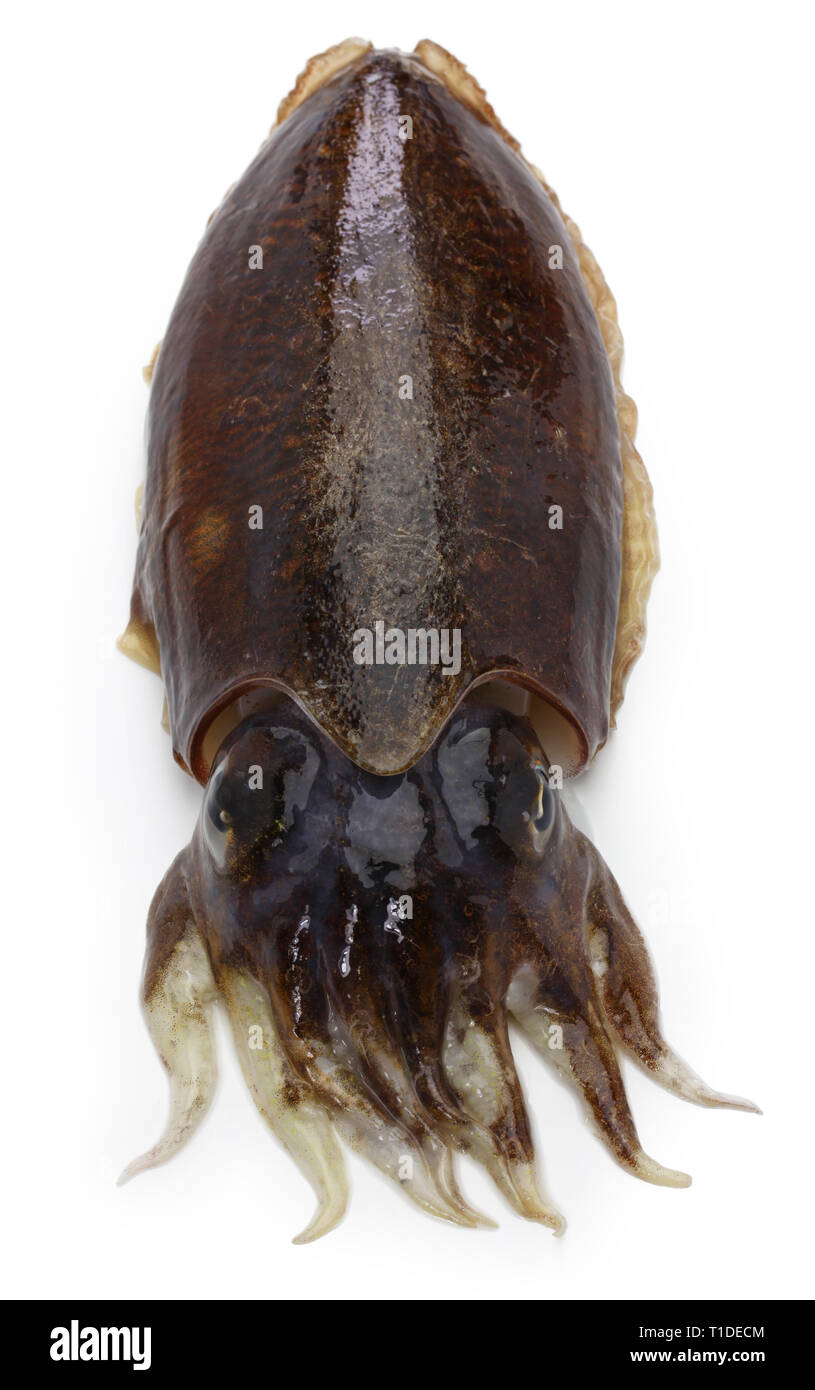 Sepia esculenta Cut Out Stock Images & Pictures - Alamy