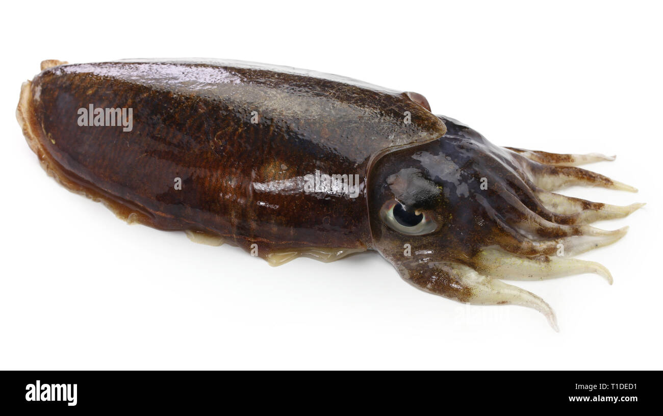 fresh cuttlefish isolated on white background Stock Photo - Alamy
