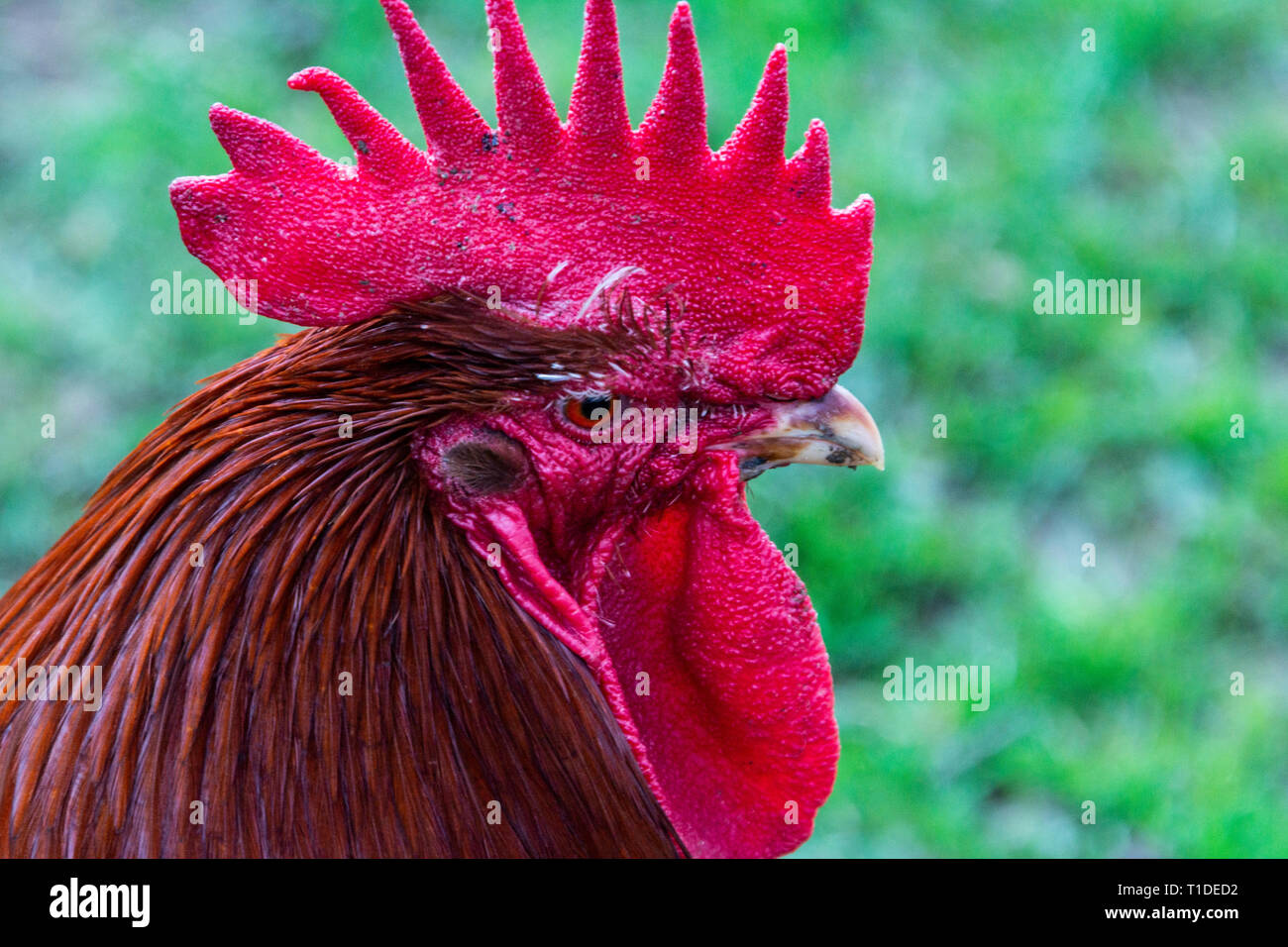 A close up of the head of a Welsummer cockerel Stock Photo - Alamy