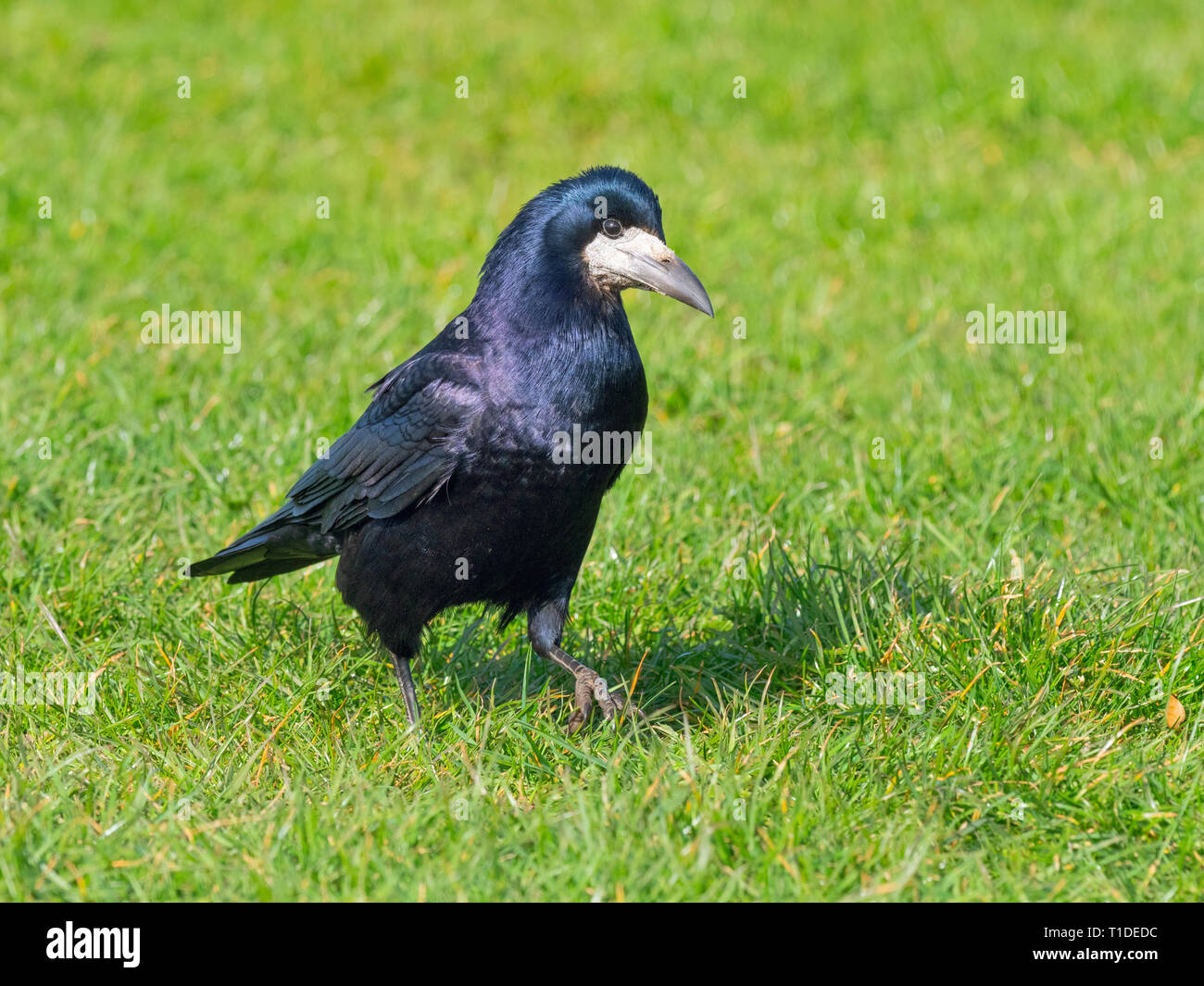 Rook Corvus frugilegus feeding in grassland East coast Norfolk Stock ...
