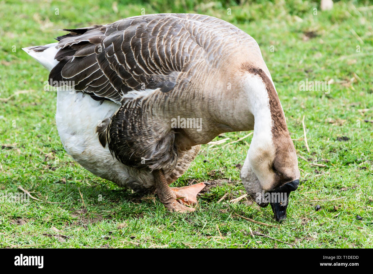 African goose hi-res stock photography and images - Alamy