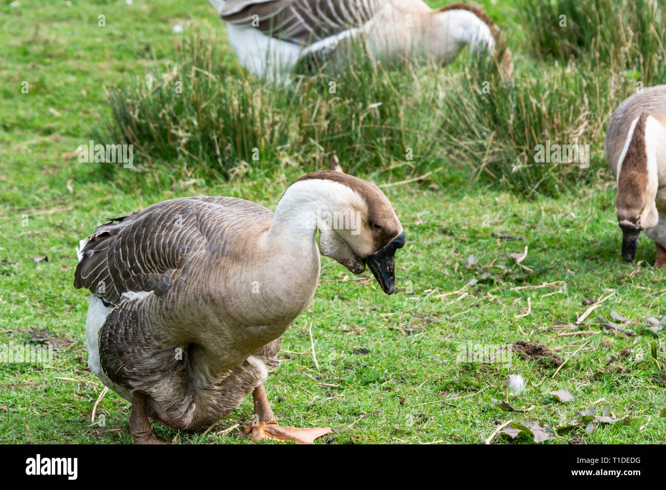 African goose hi-res stock photography and images - Alamy