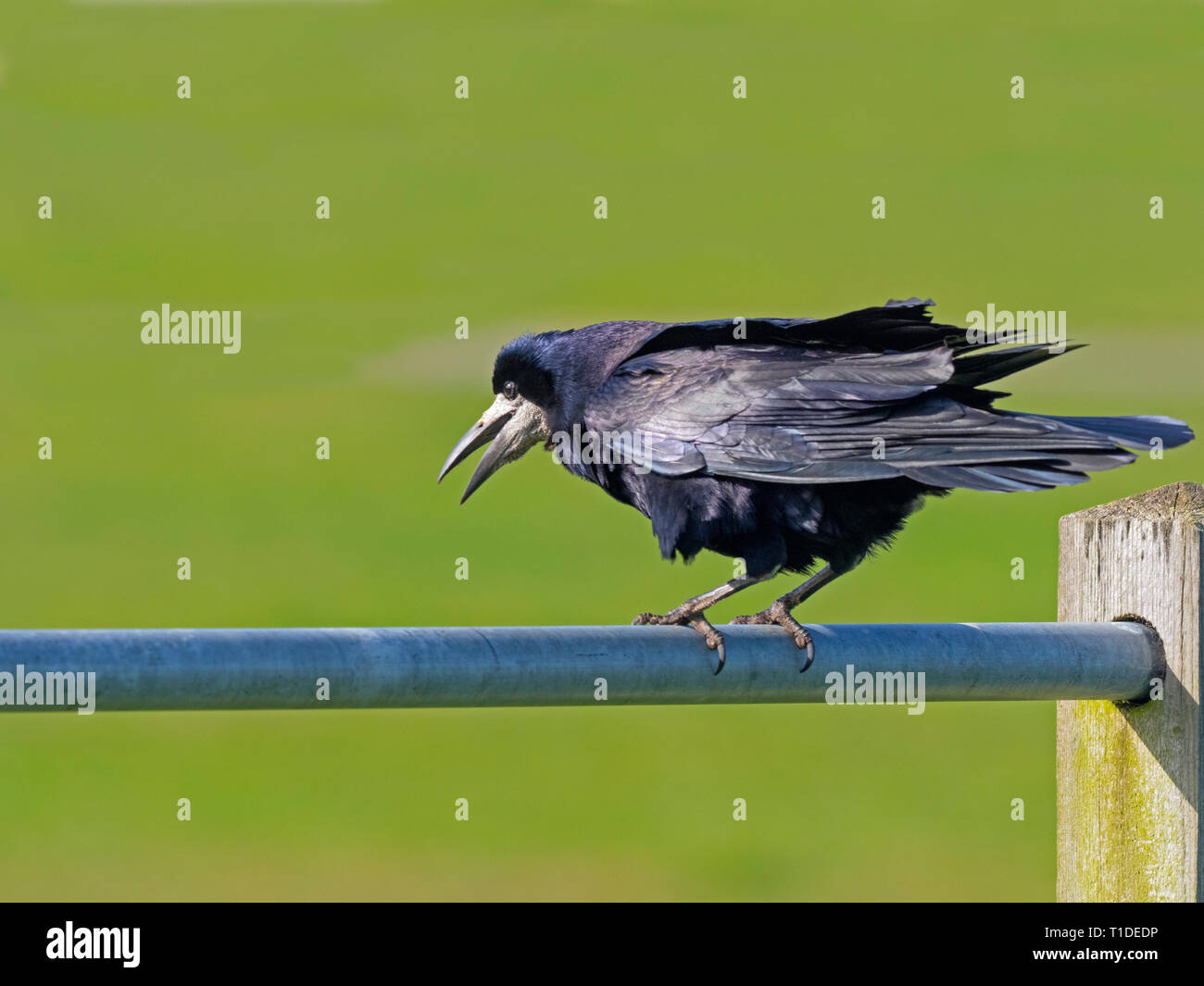Grassland based hi-res stock photography and images - Alamy