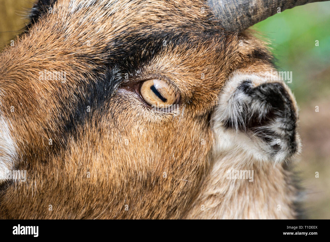 Goat pupil hi-res stock photography and images - Alamy